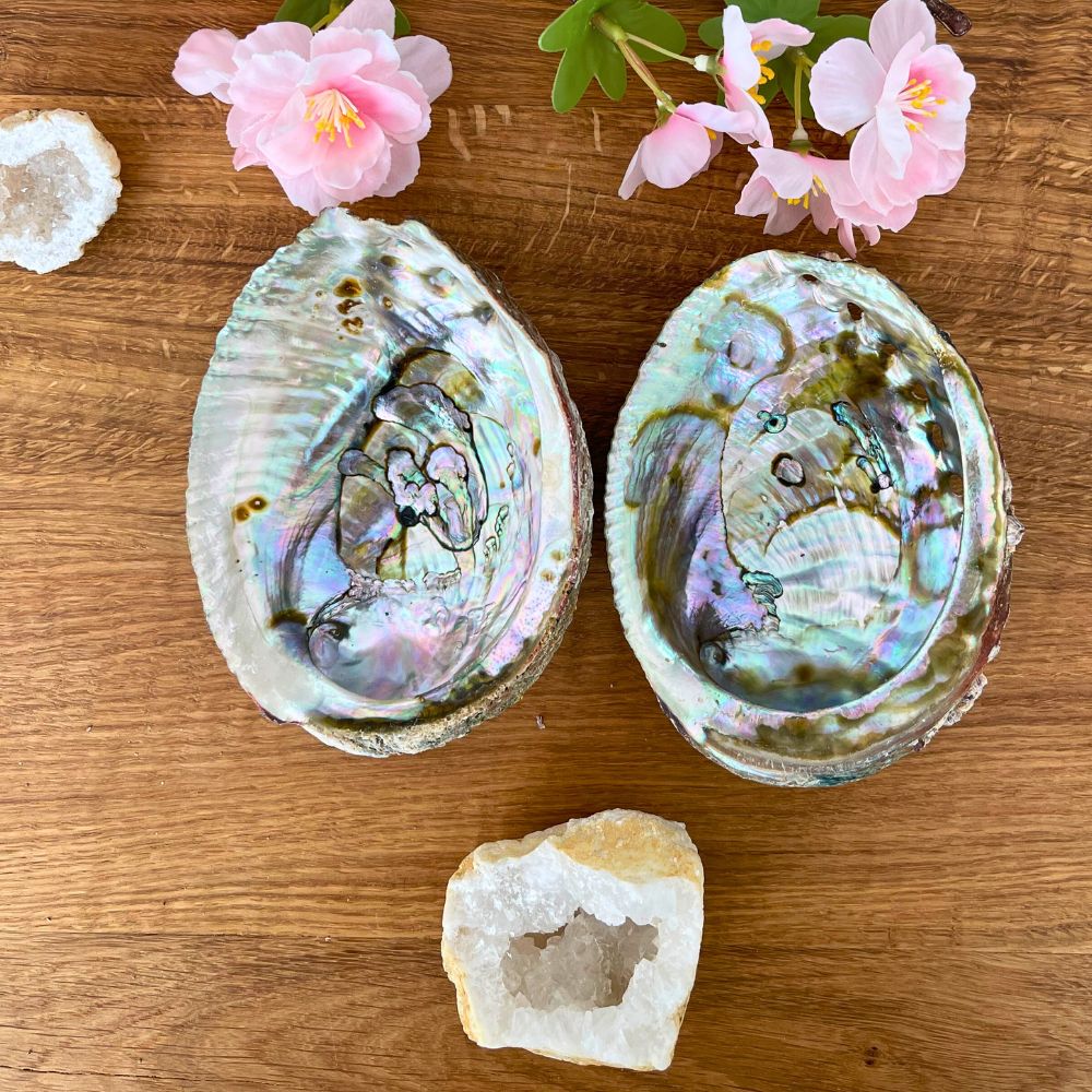 Abalone Muschel Schale groß – Dein Heiliges Chakra